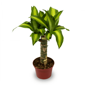 Fortune Plant for Sale Philippines | FlowerStore.ph - FlowerStore.ph ...