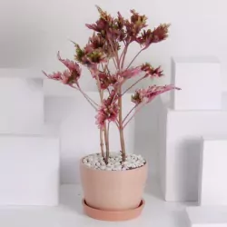 Florida Sun Rose Coleus for Sale Philippines | FlowerStore.ph ...