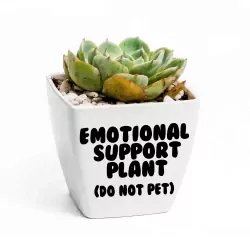 Emotional Comfort Plant - Online Gift Delivery - Philippines Online ...