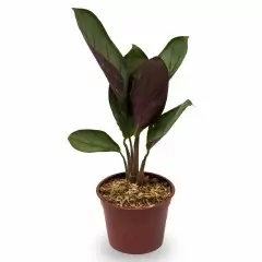 Calathea Setosa Greystar. - Potico.ph | Gifts For Any Occasion