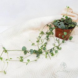 String of Hearts - Online Gift Delivery - Philippines Online Flowers ...