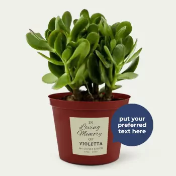 In Loving Memory Plant - Potico.ph | Gifts For Any Occasion
