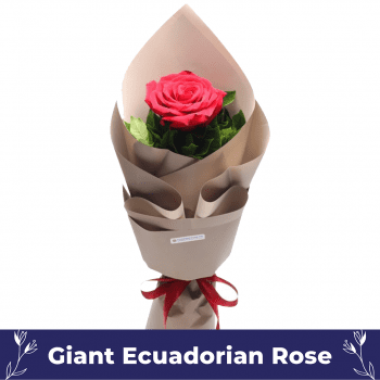 Red Ecuadorian Rose for Sale Philippines | FlowerStore.ph - FlowerStore ...