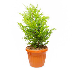 Lemon Pine Tree - FlowerStore.ph | Same-Day Flower Delivery