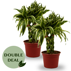 Lucky Bamboo Double Deal - Potico.ph | Gifts For Any Occasion