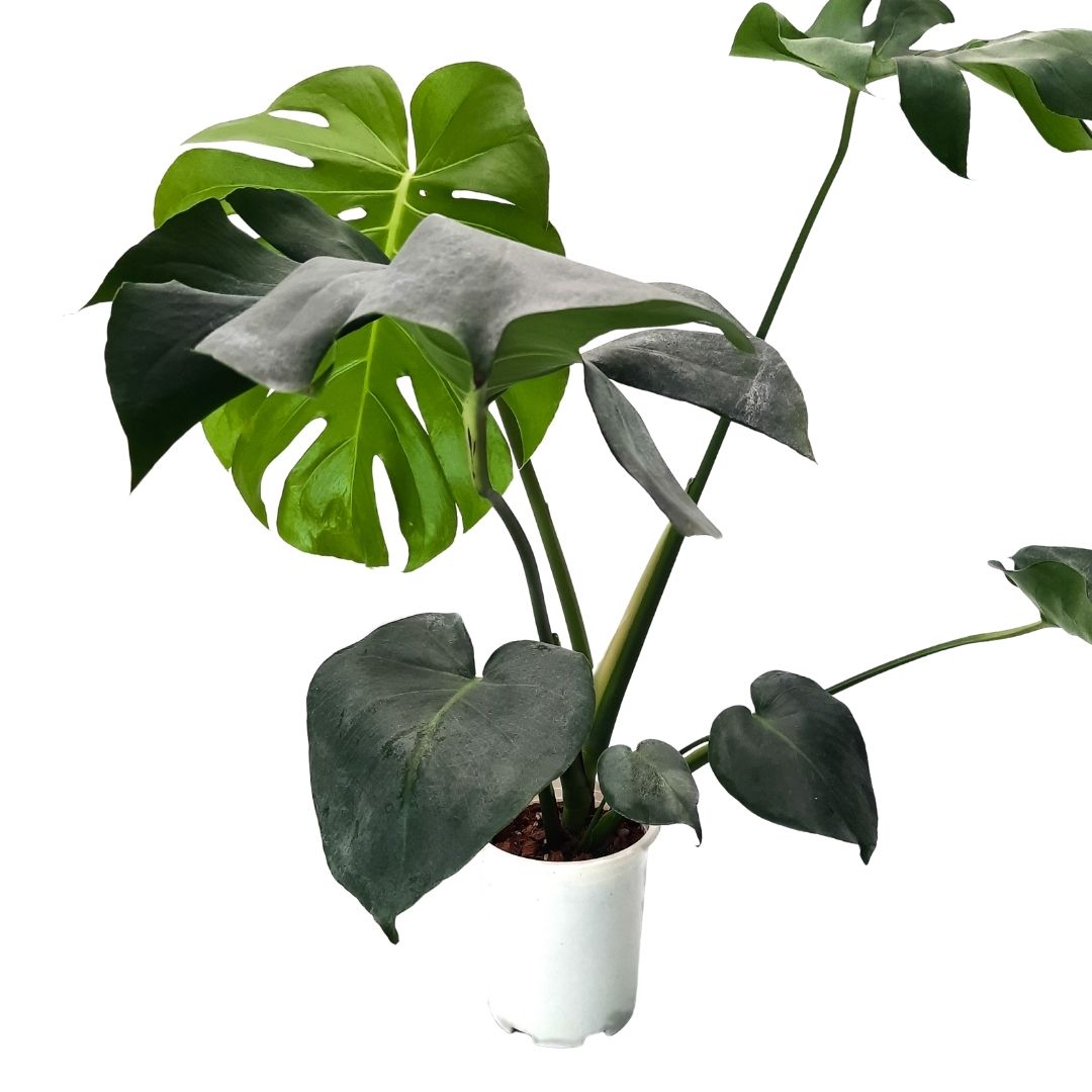 Monstera Deliciosa - Online Gift Delivery - Philippines Online Flowers ...