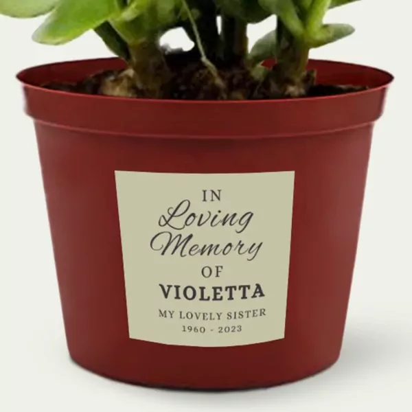 In Loving Memory Plant - Potico.ph | Gifts For Any Occasion