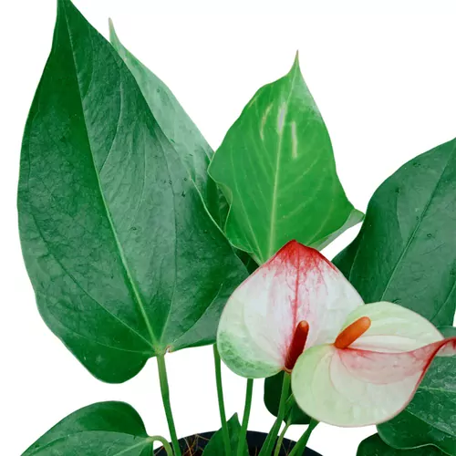 Anthurium Laceleaf - Online Gift Delivery - Philippines Online Flowers ...