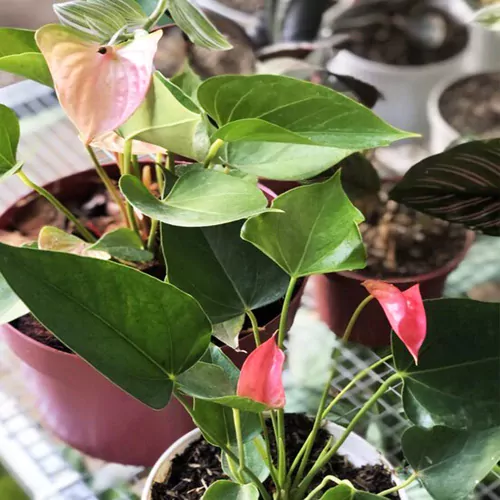 Anthurium Laceleaf - Online Gift Delivery - Philippines Online Flowers ...