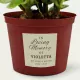 In Loving Memory Plant - Potico.ph | Gifts For Any Occasion