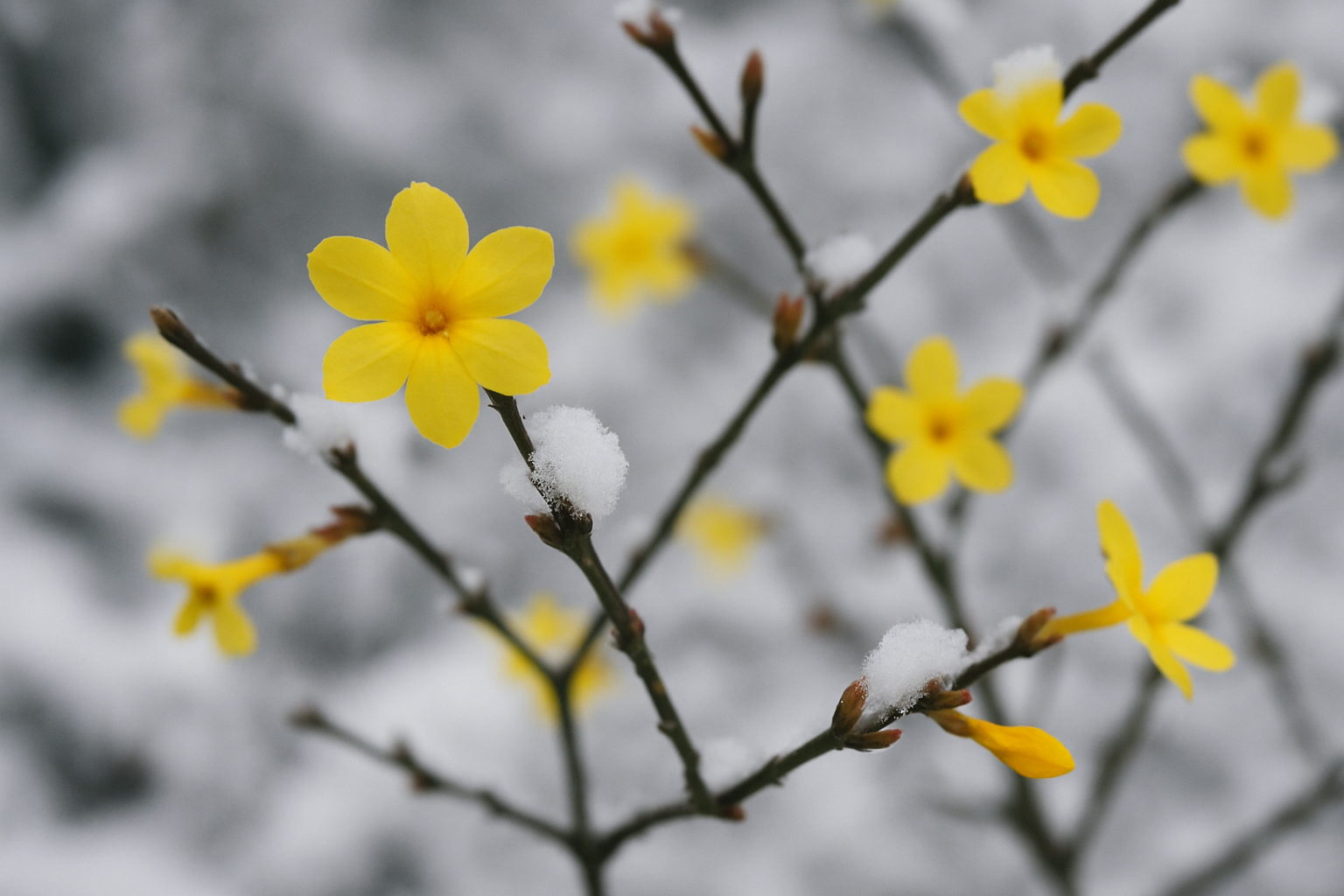 December’s Winter Blooms: The Holly, Narcissus, and More - Potico.sg ...