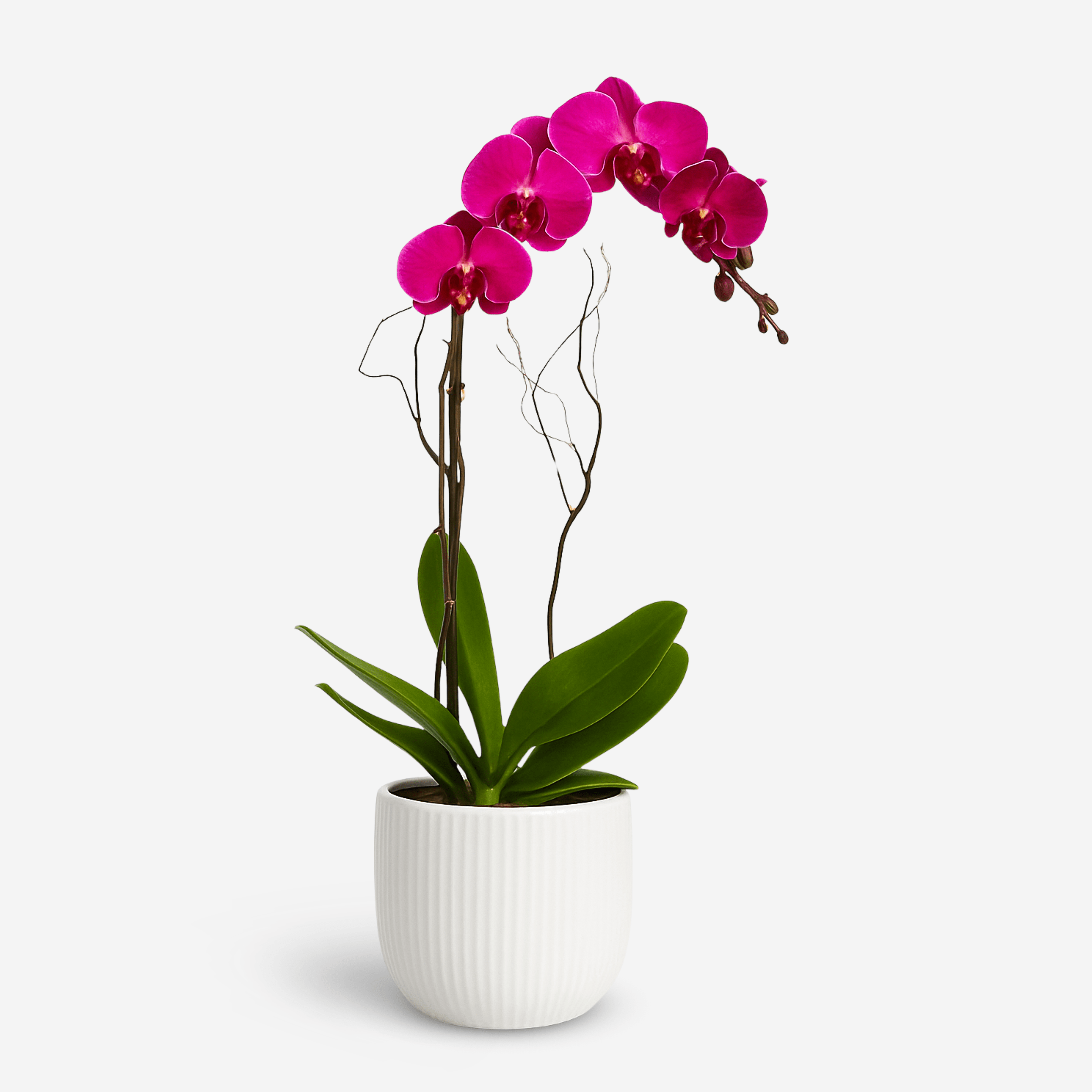 Orchid Symbolism in Singapore: A Guide to Their Meaning and History ...