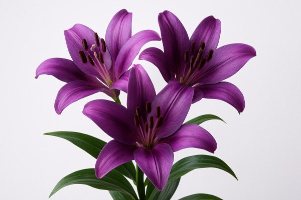 Purple Lilies: The Meaning, Symbolism, and Elegance Behind This ...
