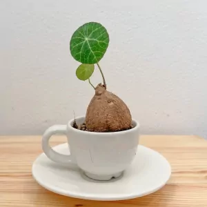 Stephania Erecta Plant In Coffee Mug - Potico.co.th | Same-Day Flower ...