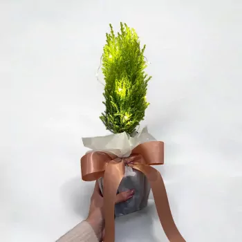 Mini Real Christmas Tree - Potico.co.th | Same-Day Flower Delivery ...