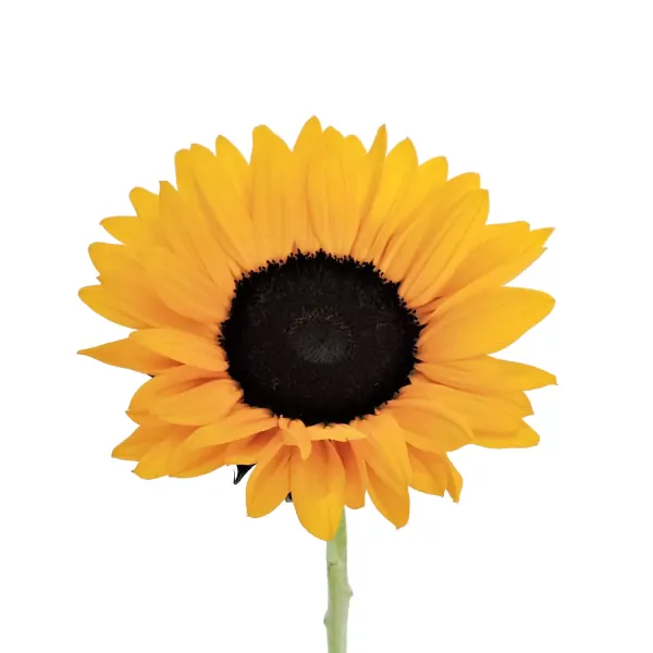 Lots of Love - Potico.co.th | Same-Day Flower Delivery | Best Rated ...