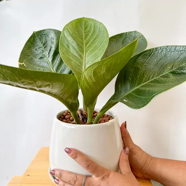 Anthurium Jenmanii Money Tree Indoor Plant | Online gift Delivery ...