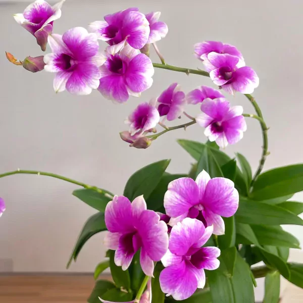 Yaya Orchid - Potico.co.th | Same-Day Flower Delivery | Best Rated ...