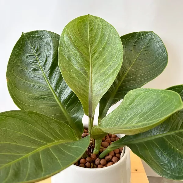 Anthurium Jenmanii Money Tree Indoor Plant | Online gift Delivery ...
