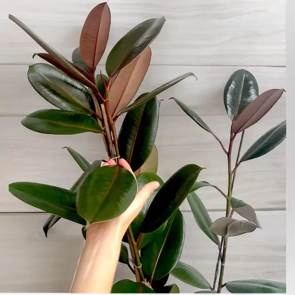 Black Rubber Tree Plant | Online gift Delivery | Flower delivery ...