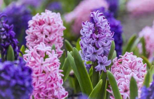 Hyacinth - Potico.vn | Same-Day Flower Delivery | Awesome Gift Ideas