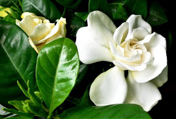 The Meanings Of Flowers - Potico.vn | Same-Day Flower Delivery ...