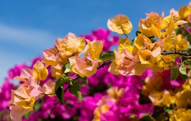 Bougainvillea - Potico.vn | Same-Day Flower Delivery | Awesome Gift Ideas