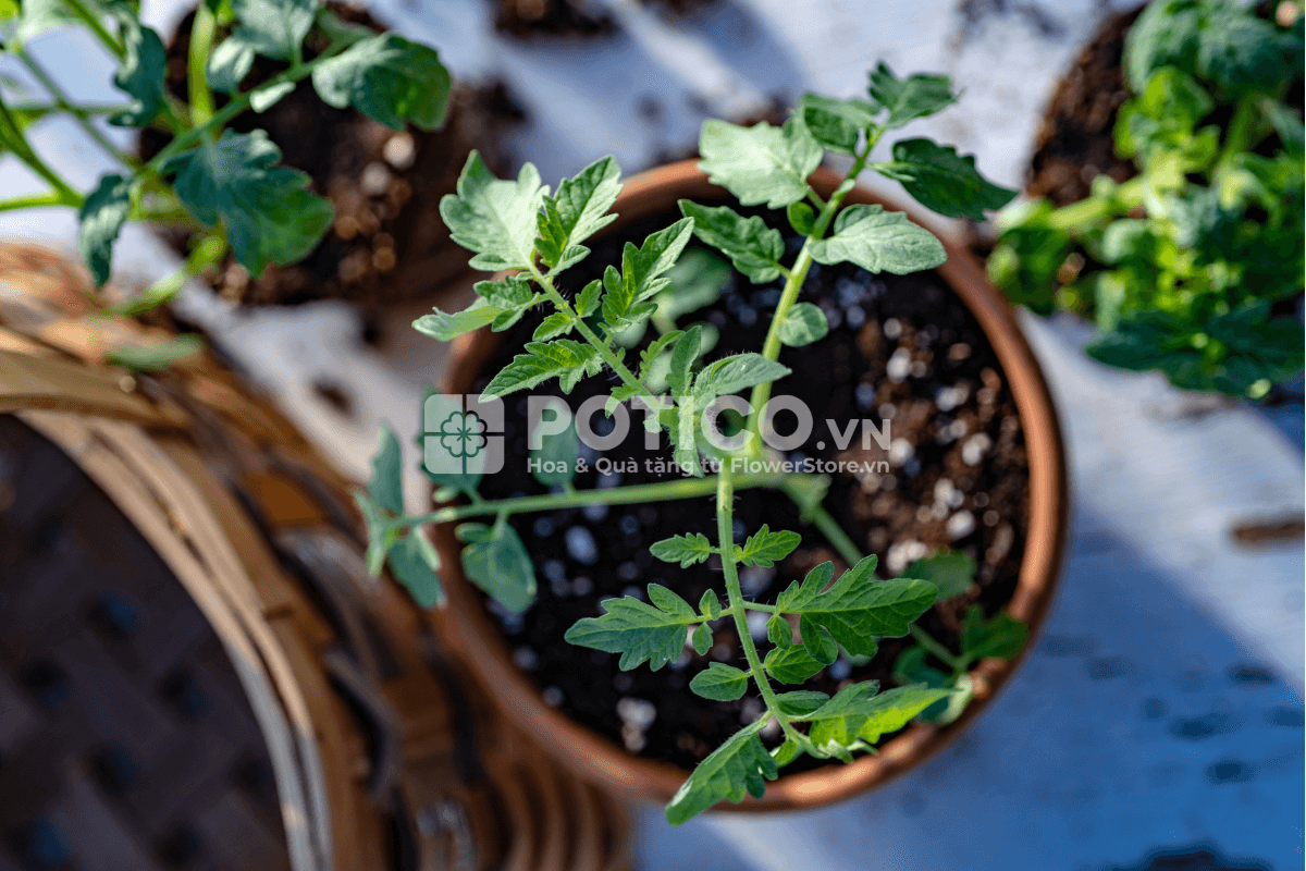 Cách tái chế chai nhựa trồng cây xanh - Potico.vn | Hoa Tươi Giao Trong ...