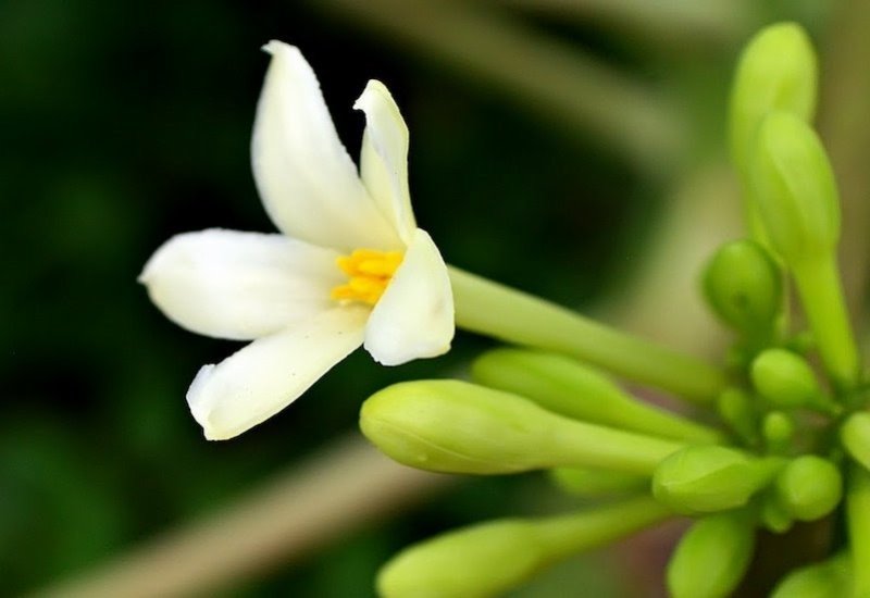 Papaya Flowers - Potico.vn | Same-Day Flower Delivery | Awesome Gift Ideas