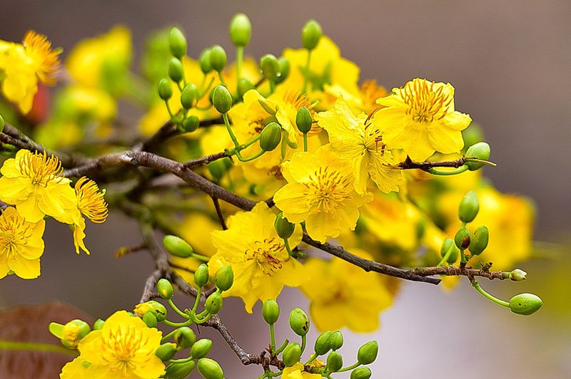 Apricot Blossoms - Potico.vn | Same-Day Flower Delivery | Awesome Gift ...