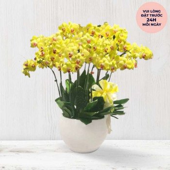 Chậu Hoa Lan Let's Celebrate - Potico.vn | Giao hoa trong ngày | Ý ...