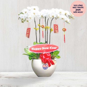 Chậu Hoa Lan Fun-Filled Year - Potico.vn | Giao hoa trong ngày | Ý ...